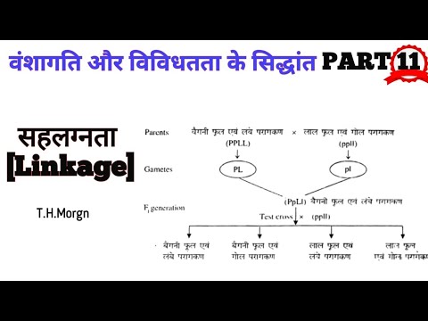 सहलग्नता LINKAGE T. h. Morgan class 12 biology chapter 5@bionama - YouTube