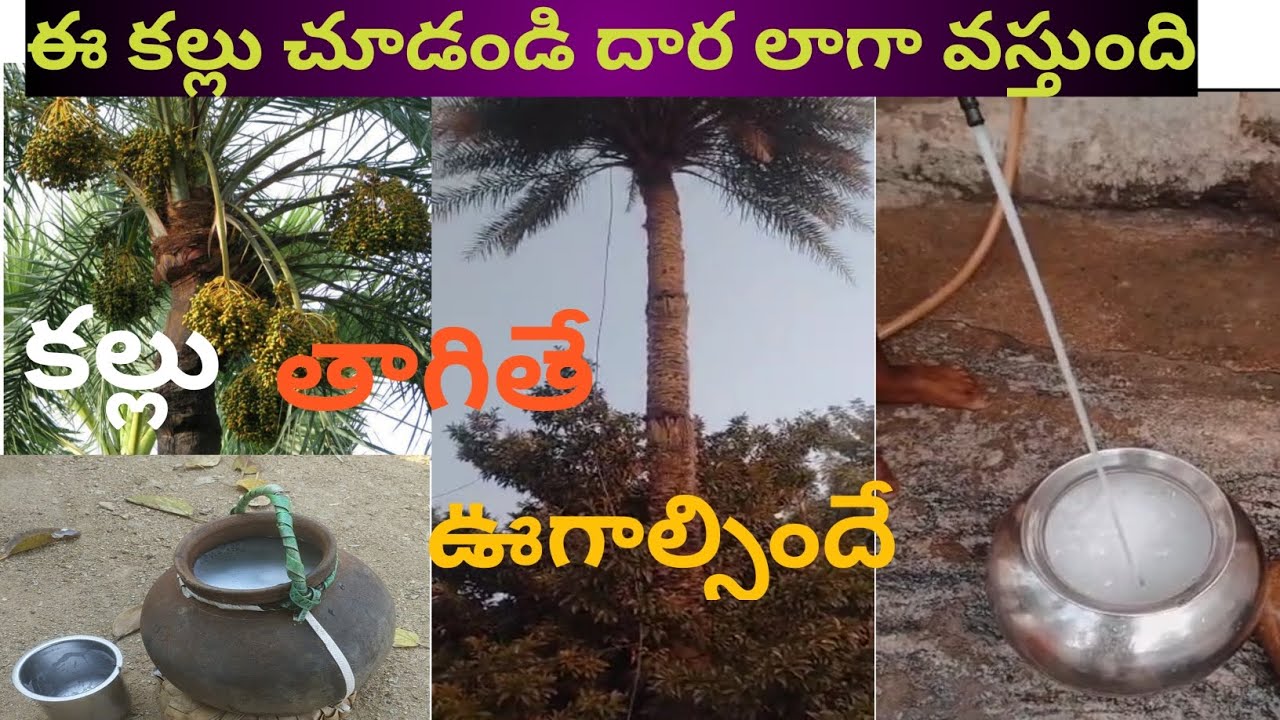 Kallu in village!!Etha kallu coming continuously from tree!! #telangana ...