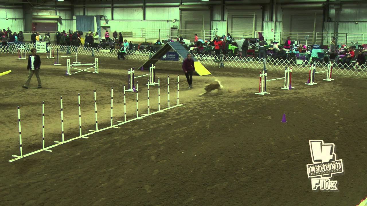 Red and Amanda Smelser 20" Hybrid AKC NAC 2016 - YouTube