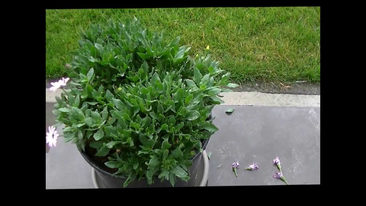 How to stimulate flower plant to bloom again - YouTube