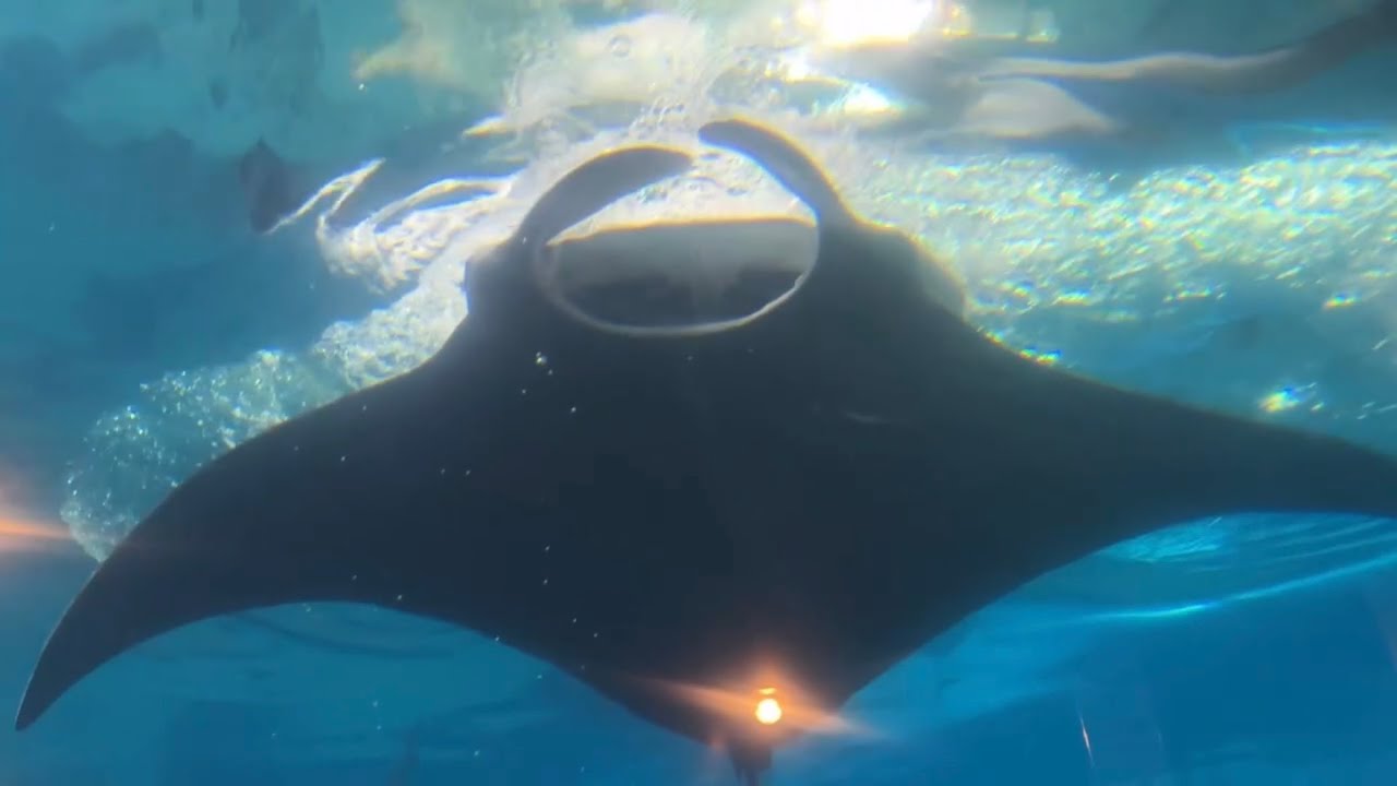 Manta Rays - YouTube