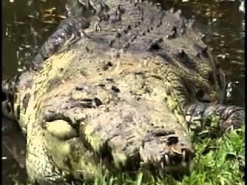 POCHO Y CHITO - YouTube