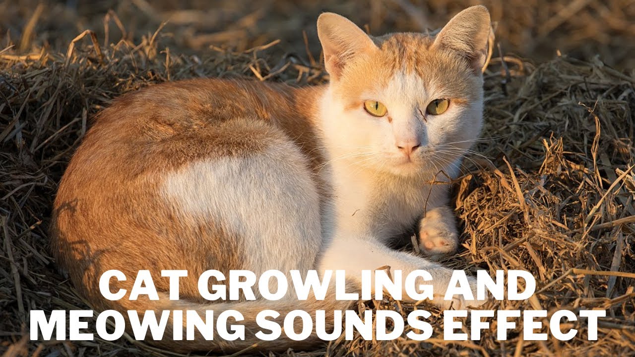 Cat Growling and Meowing Sounds Effect - Cat Sound Effects - Cat ...