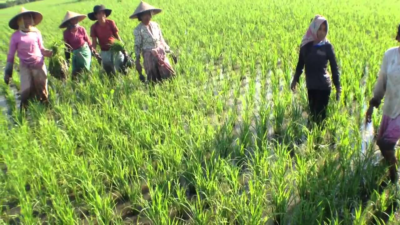 Weeding Rice Fields by Hand NOT Herbicides - YouTube