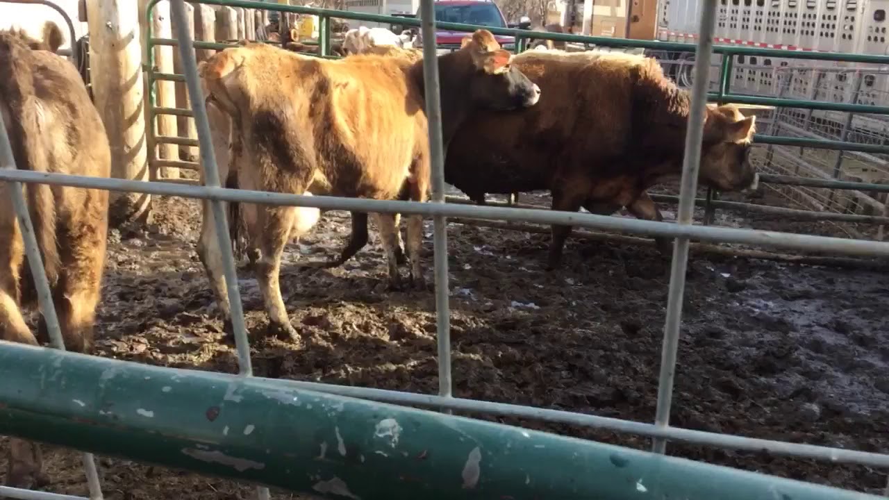 Cows everywhere! 🐄 - YouTube
