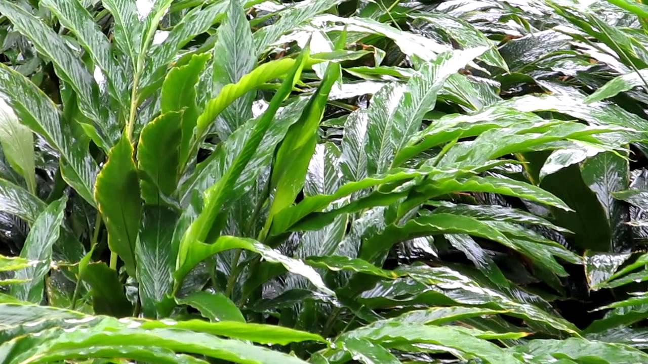 Sprinkler Irrigation For Cardamom Over Head By Agro Engineering ...