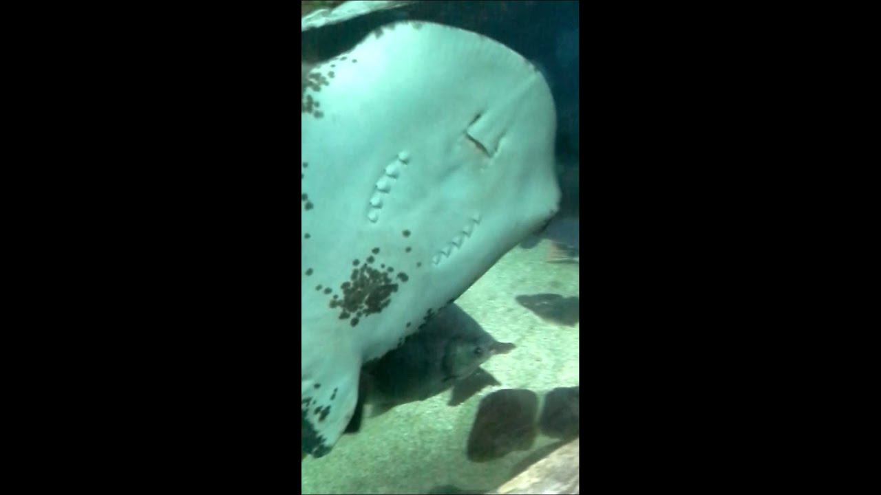 Stingray activity. A look from underside - YouTube