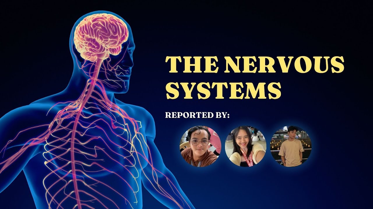 The Nervous System: An Educational Video - YouTube