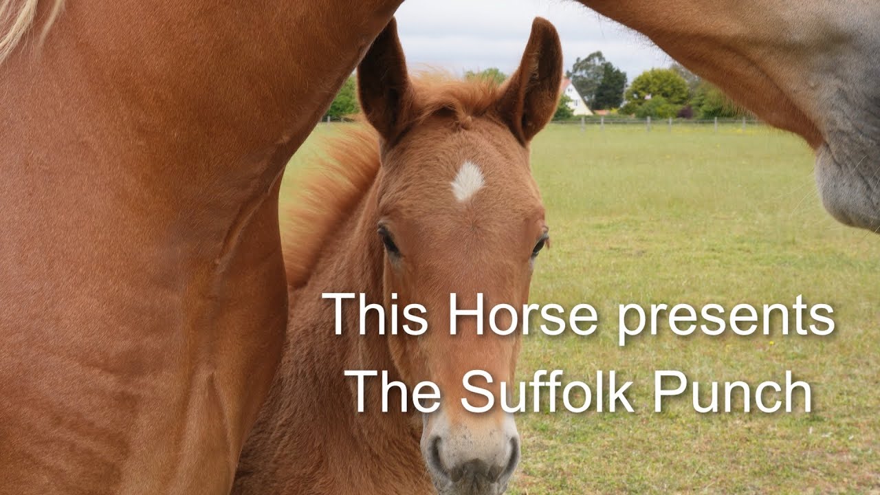 The Suffolk Punch Horse. - YouTube