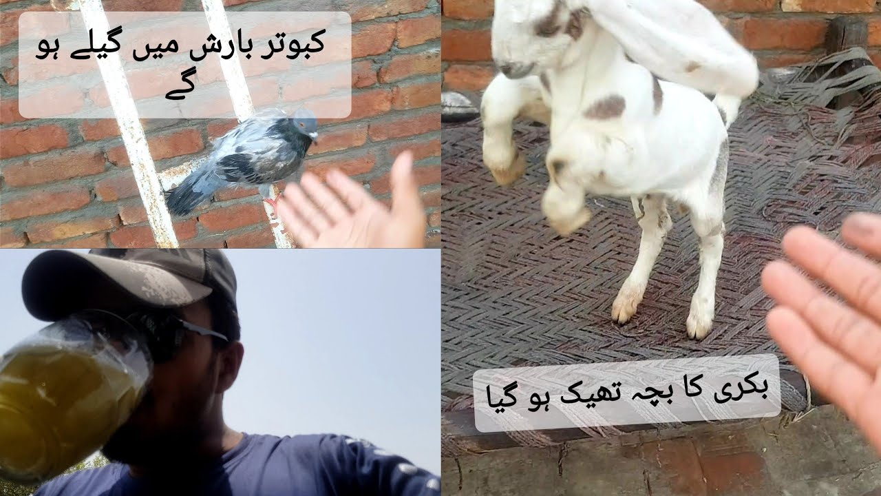 Baby goat Bilkul thik ho gya - YouTube