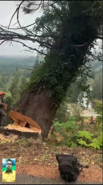 Giant Tree Felling with Chainsaw#treefelling #chainsawwork #fypシ゚viral ...
