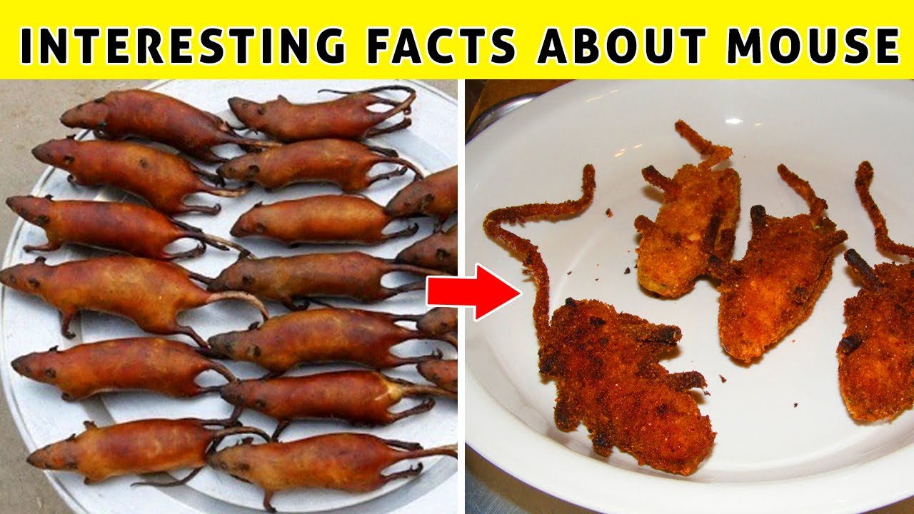 did you know the interesting facts about mouse. - YouTube