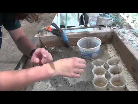 Temple Sifting Project volunteer.. - YouTube