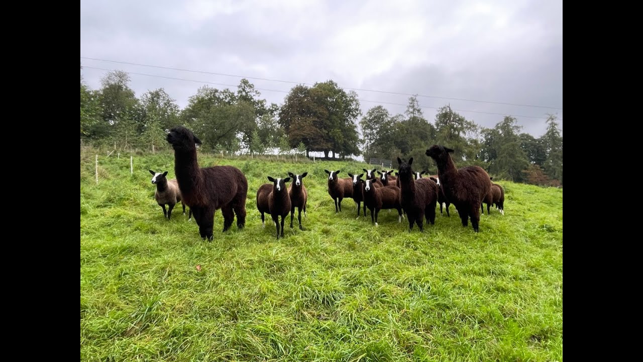 Lambs come stampeding across the field to have a few sheep nuts - YouTube