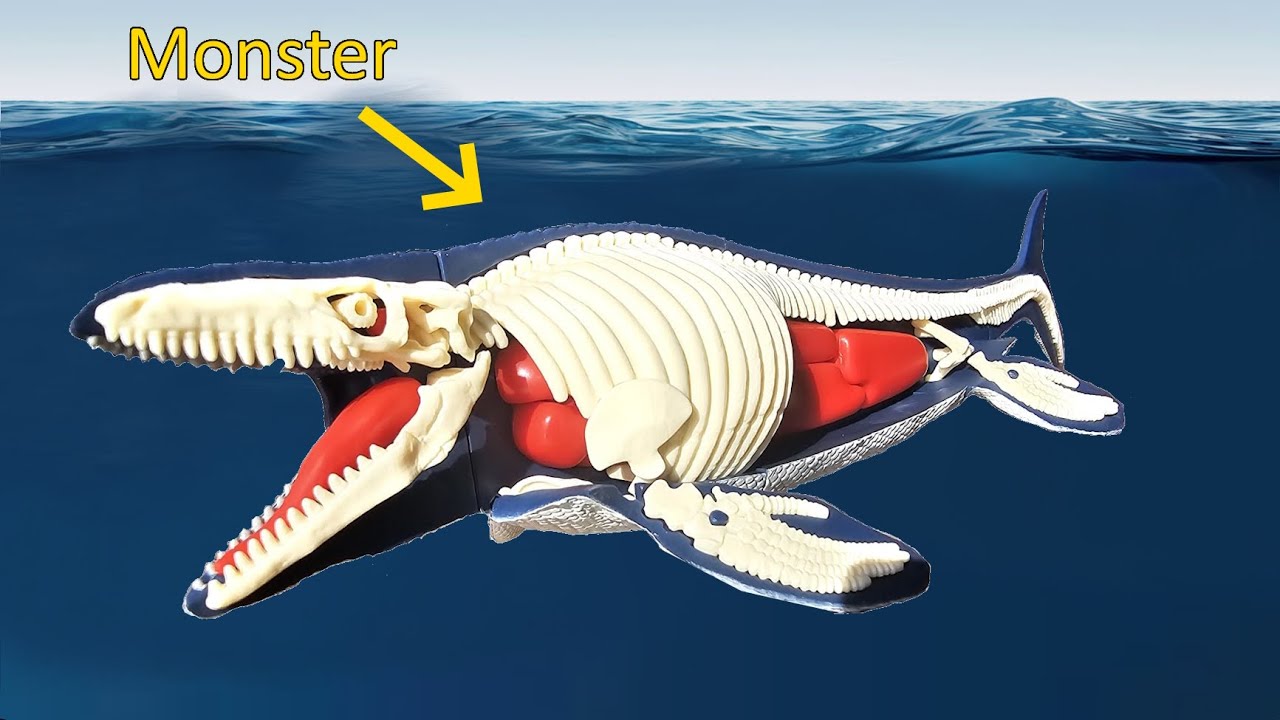 Model Showing the Inside of a Mosasaurus - YouTube