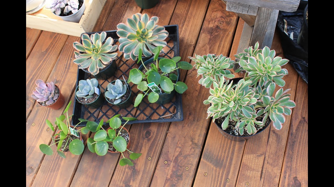 Succulent Plant Haul #5 Summerwinds, Home Depot- Pilea Peperomioides ...