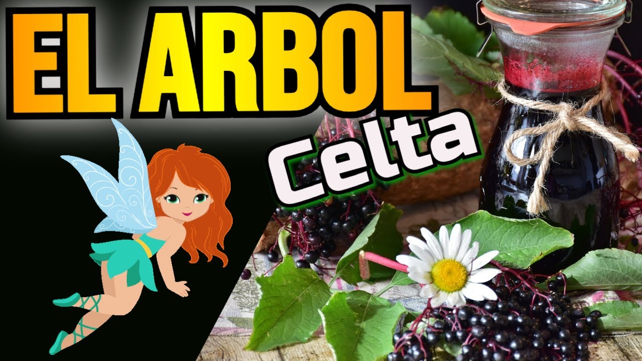 👉 Sauco el arbol de las hadas!! 🧚‍♀️🧙‍♂️🌱 CONOCE su HISTORIA Celta ...