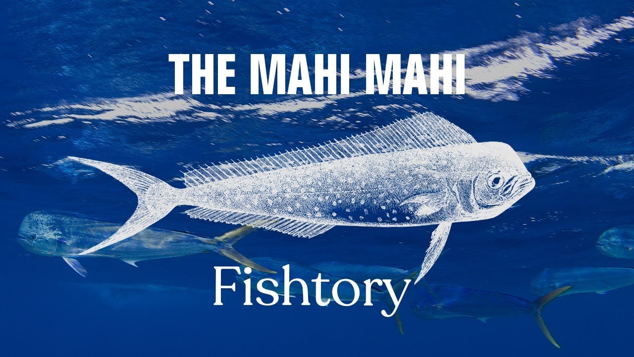 Catching Mahi Mahi: Everything You Need To Know | Fishtory - YouTube