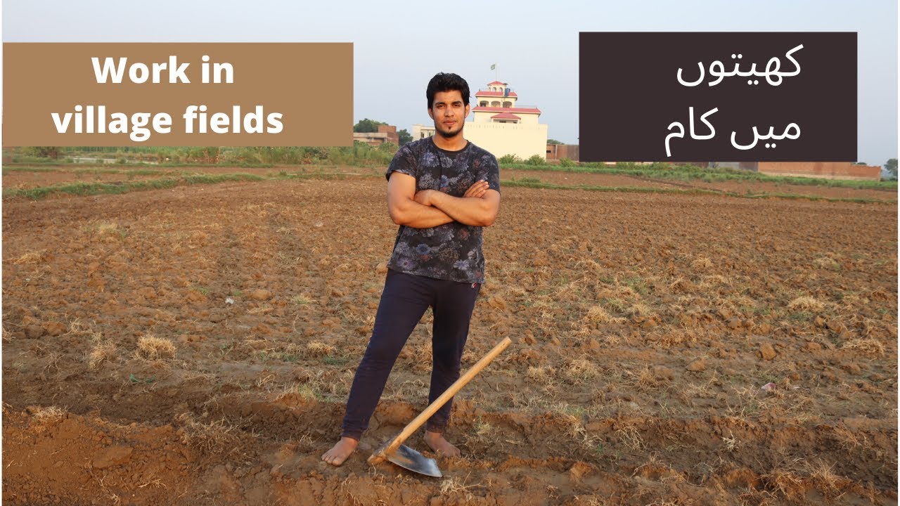 Work in village fields | کھیتوں میں کام - YouTube