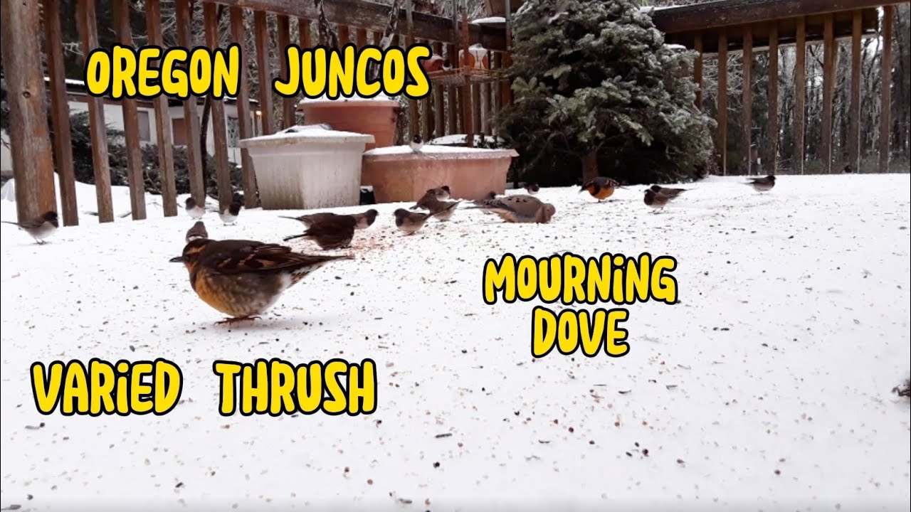 Oregon Juncos Mourning Dove Varied Thrush - YouTube