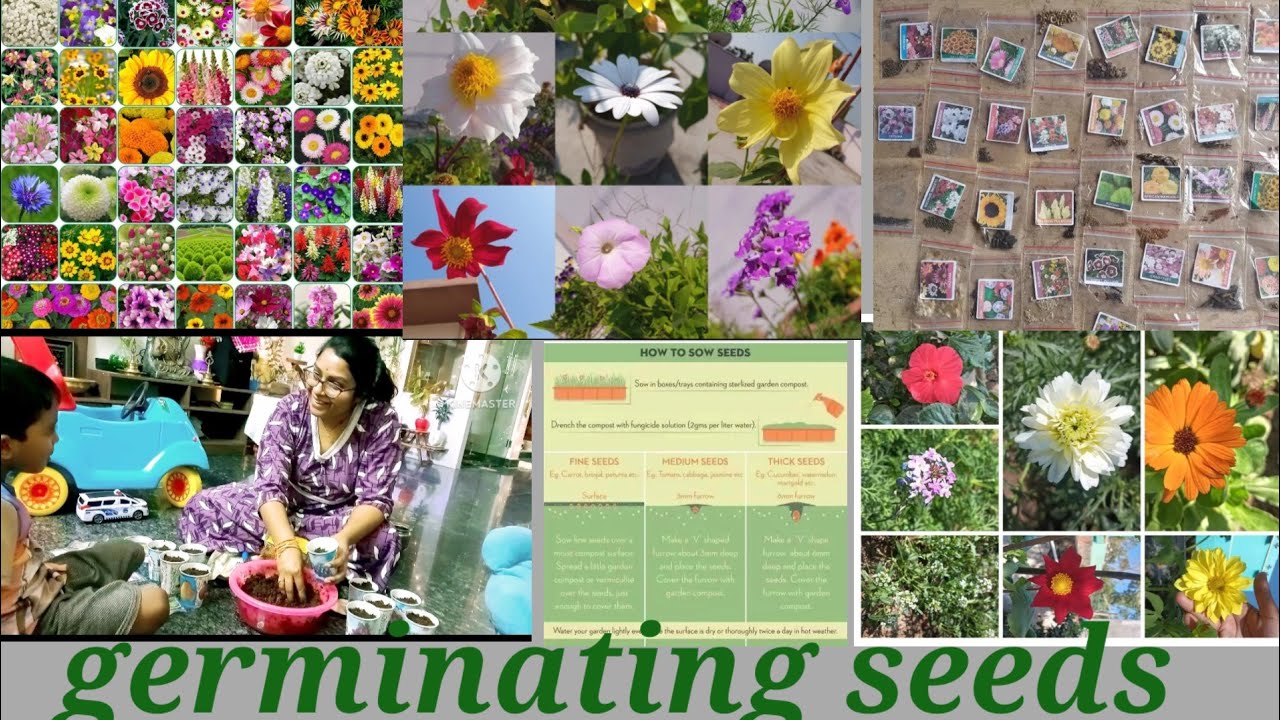 How to grow flower seeds fast #germinatingseeds #planting #dailyvlog #mom and #son - YouTube