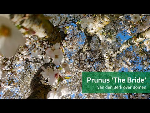 What is a bride tree and what is its significance in wedding traditions?