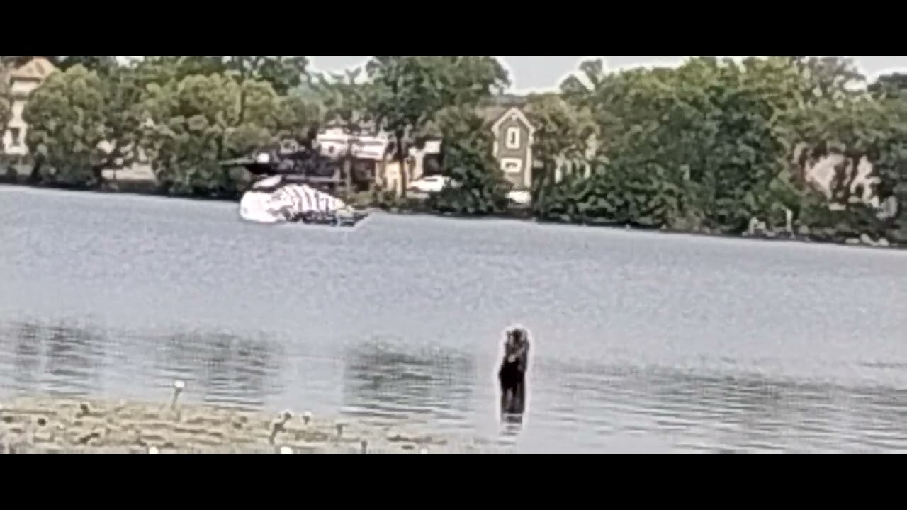 A Beautiful Loon in Virginia Mn created by Billy Martin Loon Symbolism ...