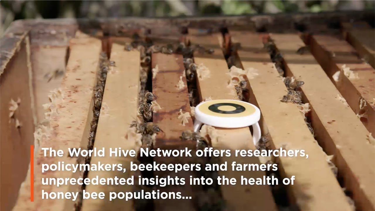 The World Bee Project Hive Network - YouTube