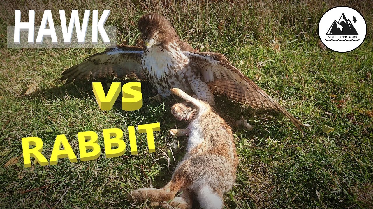 RED TAILED HAWK VS RABBIT - ACR Outdoors Falconry - YouTube