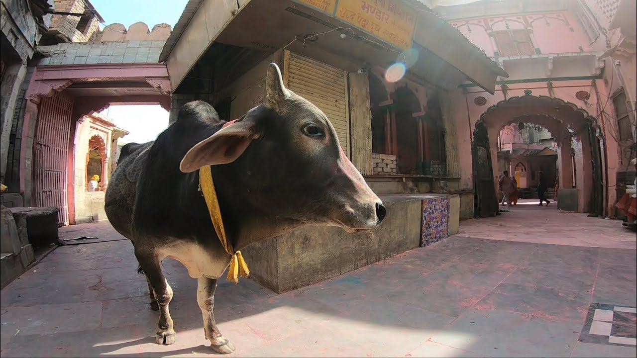 Holi Festival in Mathura streets India - YouTube