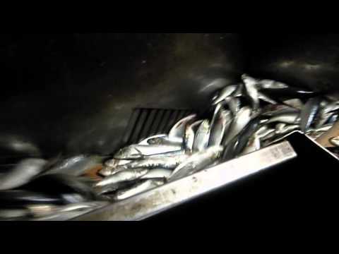 Inside Fish factory of fishing vessel - YouTube