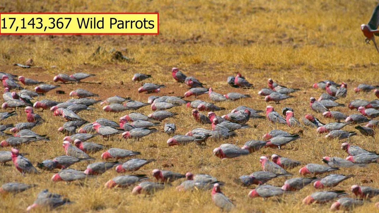 Australian Farmers Deal With Over 17 Million Wild Parrots This Way ...
