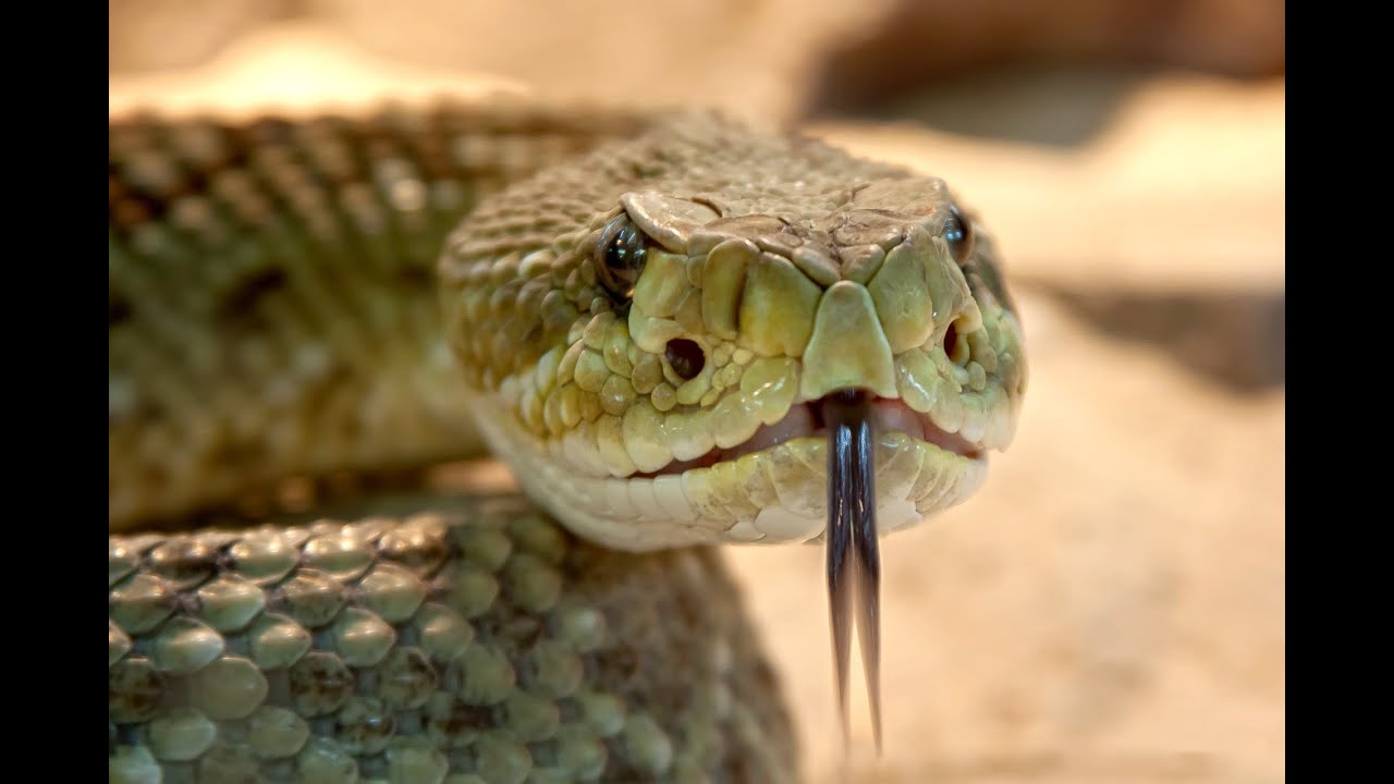 Snakebit - YouTube