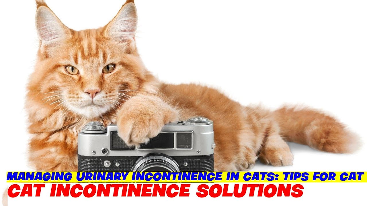Managing Urinary Incontinence in Cats: Tips for Cat Owners - YouTube