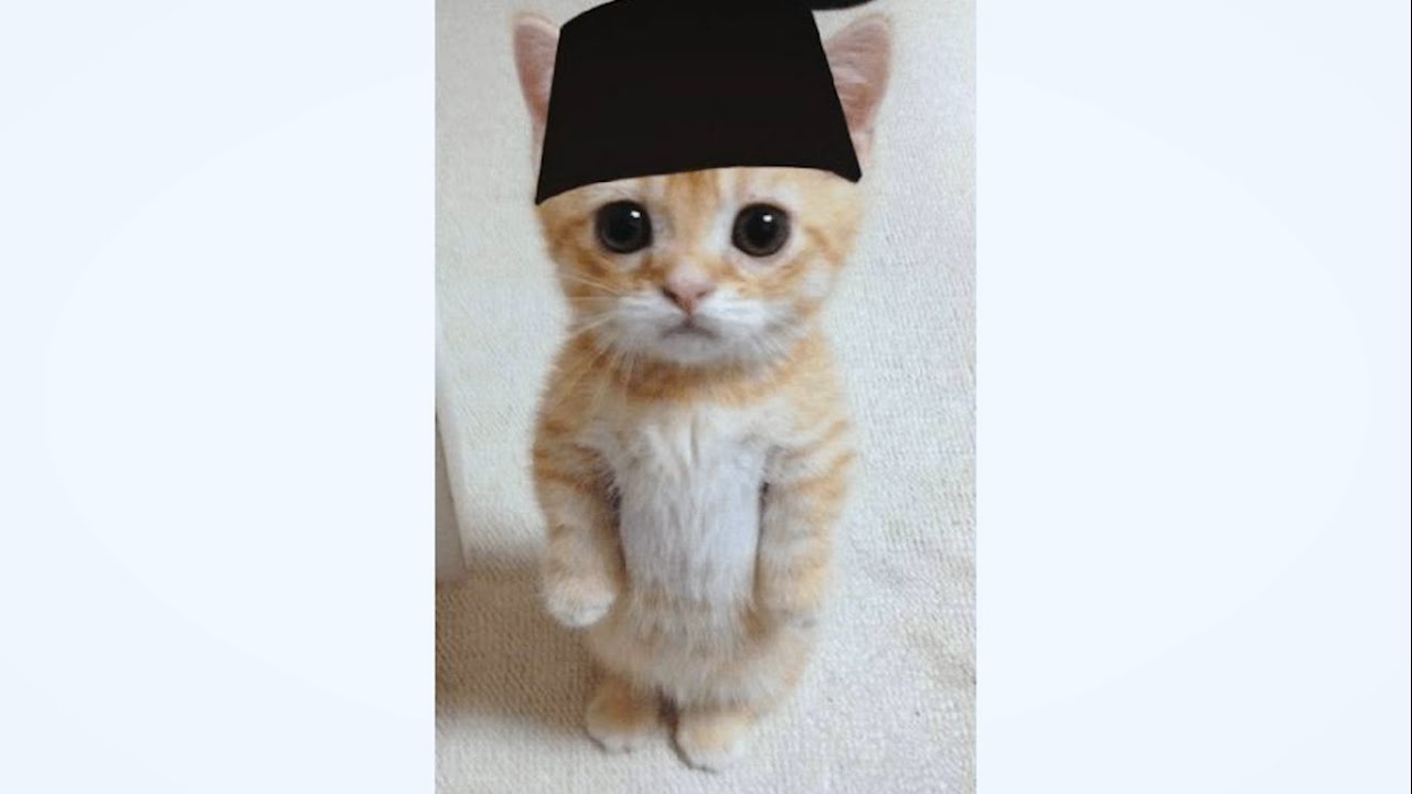 PP Kucing Ramadhan tiktok viral - YouTube