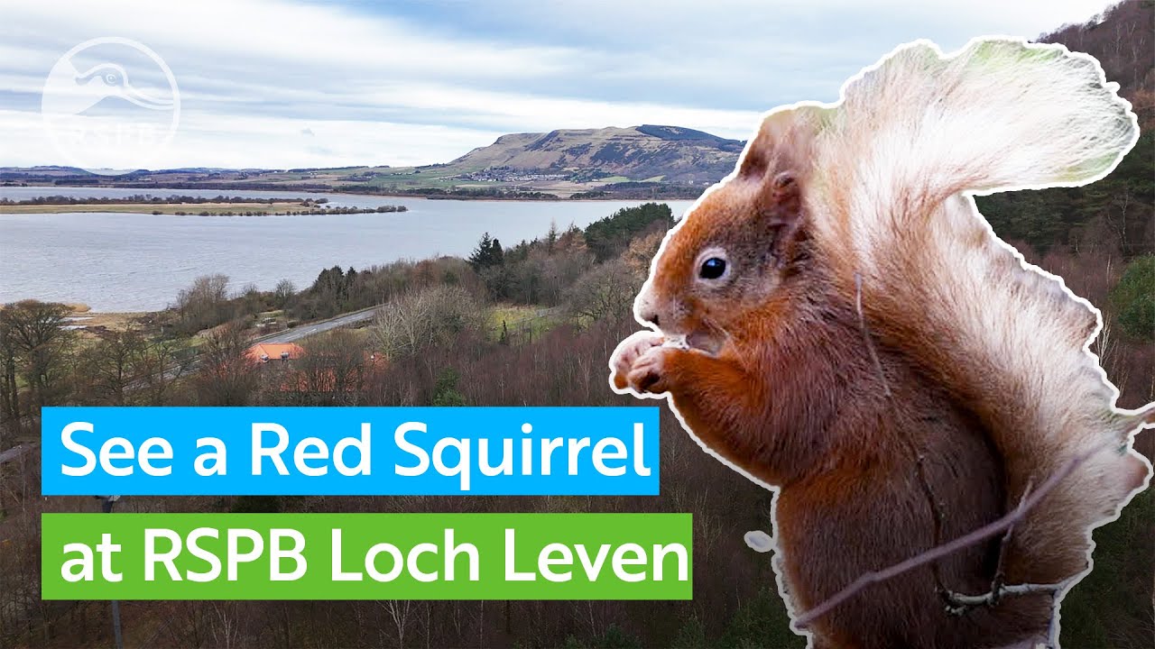 See a Red Squirrel at RSPB Scotland's Loch Leven reserve - YouTube