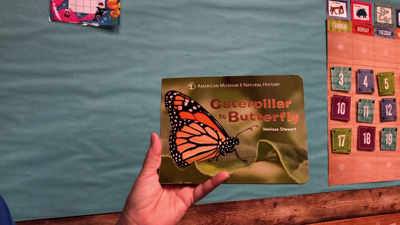 Caterpillar to Butterfly Read Aloud - YouTube