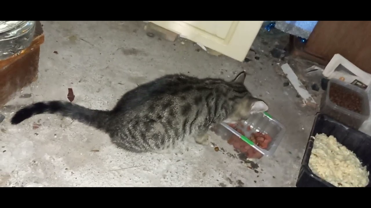 The story of the Pamuk mother and her three babies now continues in the ...