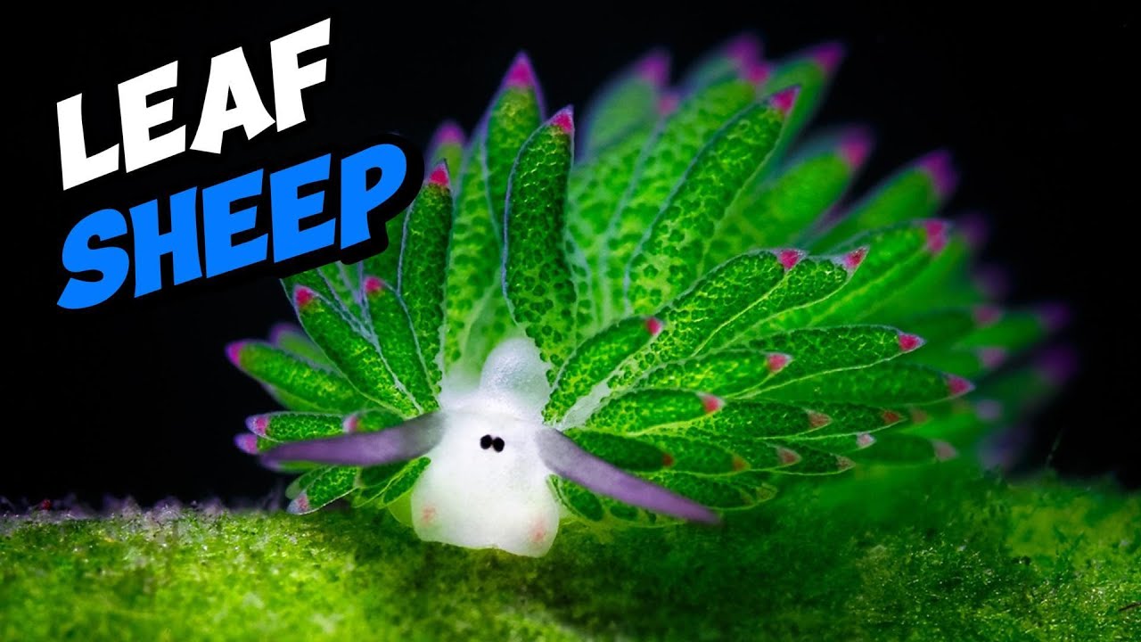 Leap Sheep Real Creature???? - YouTube