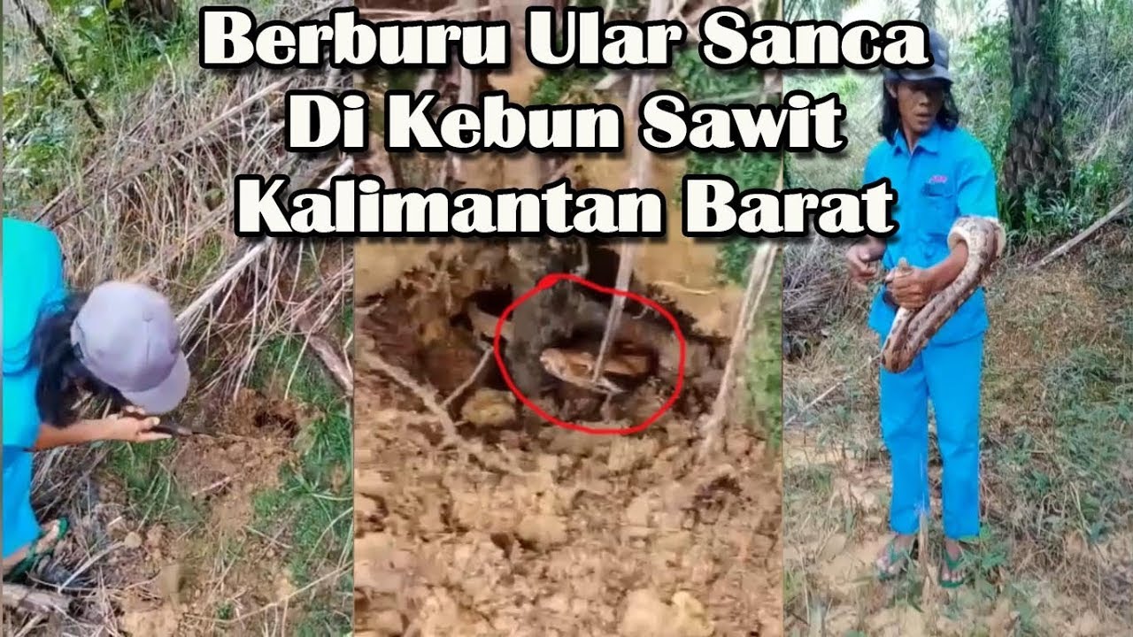 berburu ular sanca ripung di kebun kelapa sawit kalimantan barat (PART ...