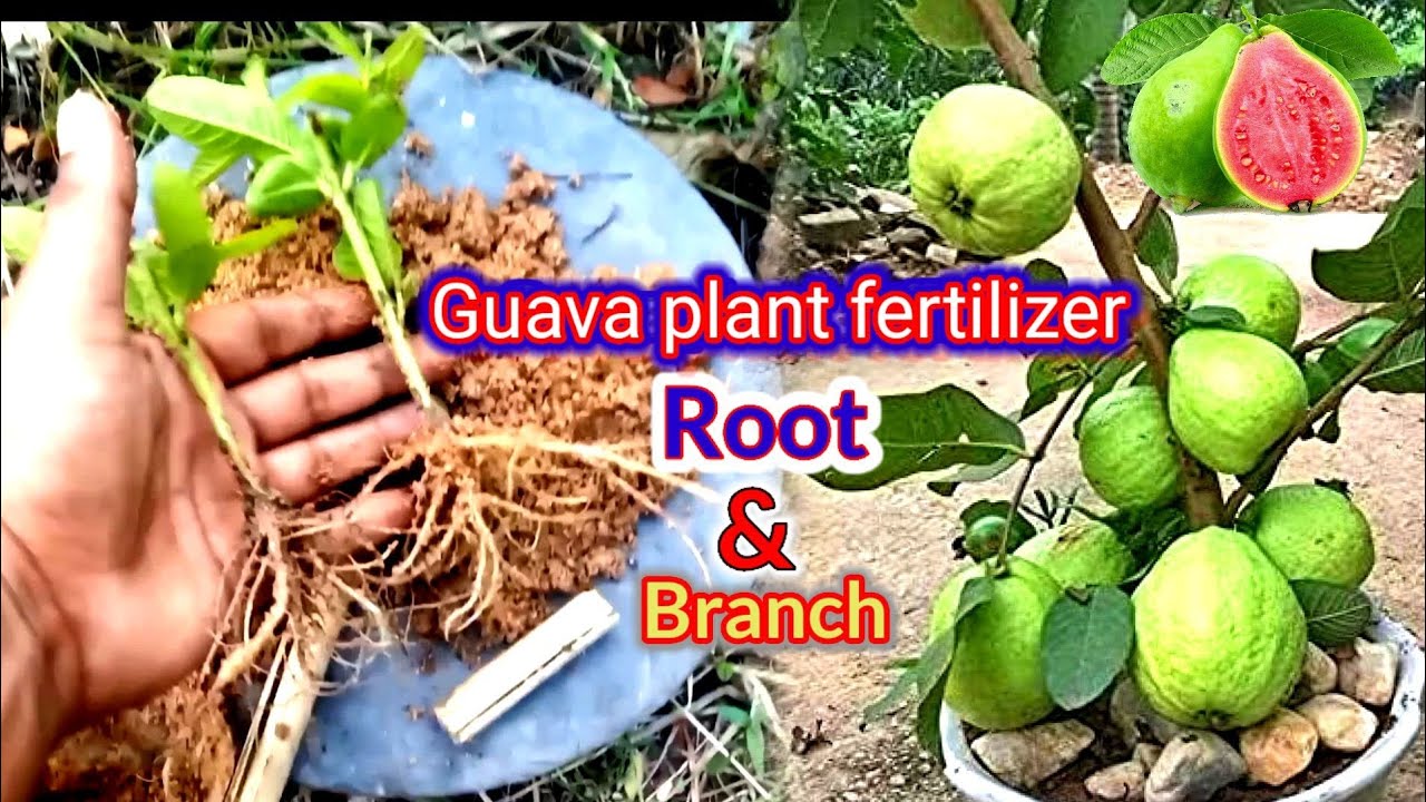Guava plant fertilizer with root & branch procesing #garden - YouTube