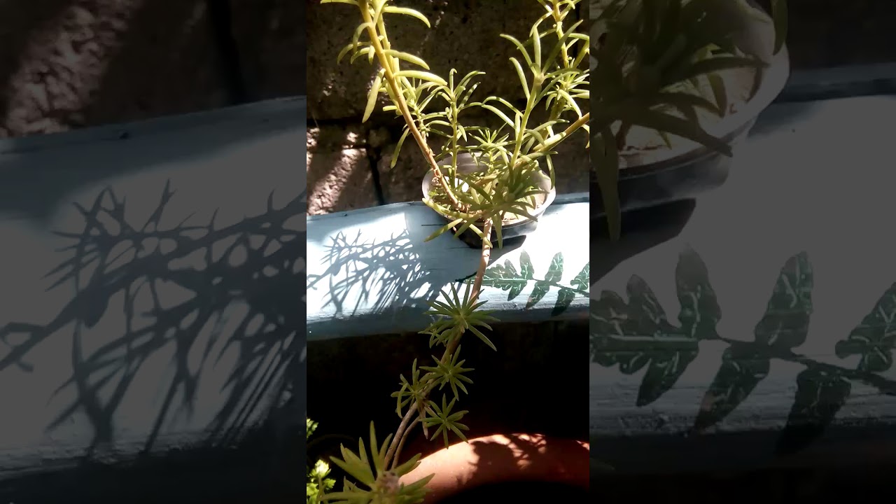 Moss Rose (Alas Dyes) Plant in Bamboo - YouTube