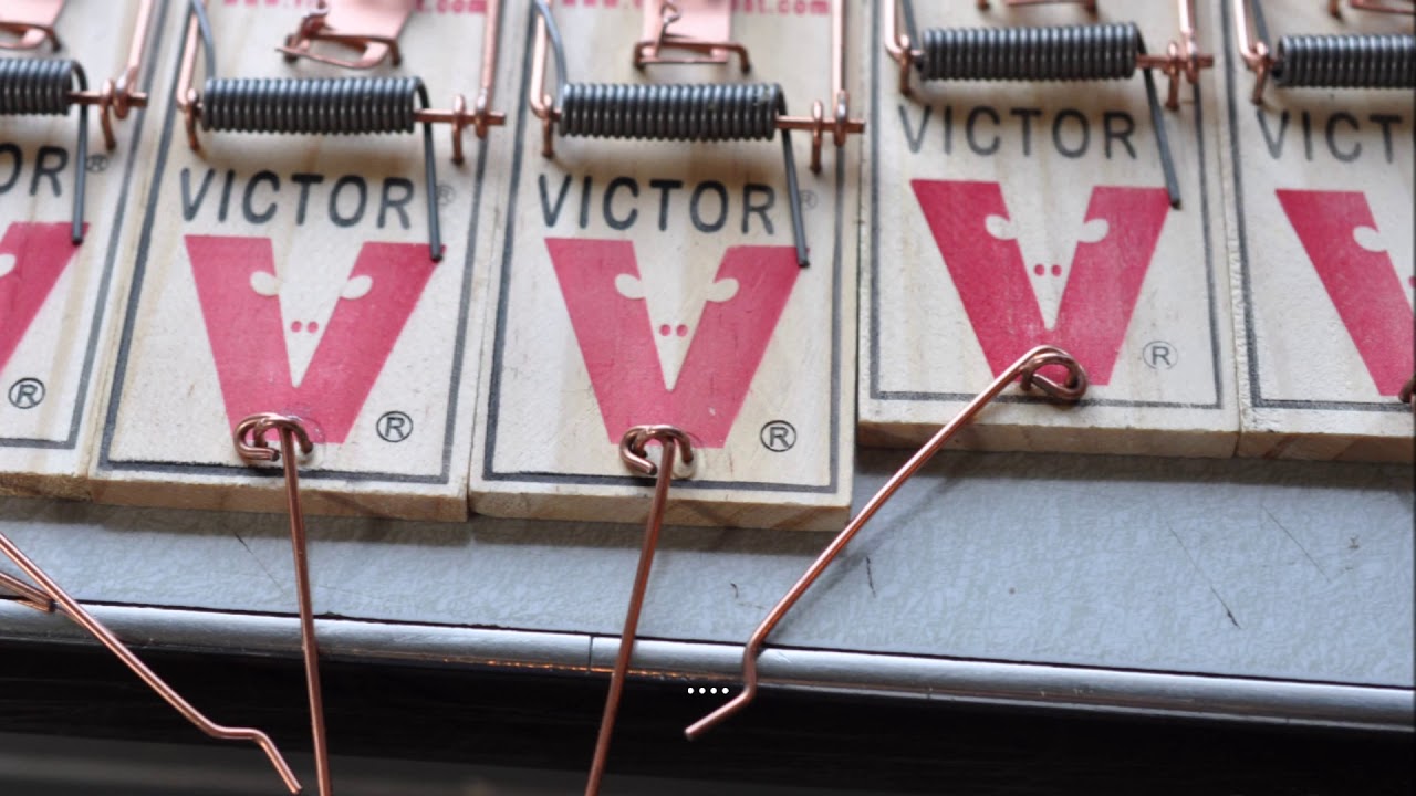 Many of your Trees can be killed By Mice Examples of Mouse Damage - YouTube