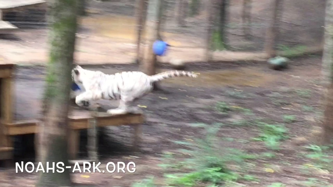 Zuri tiger has a happy! - Noah's Ark Animal Sanctuary - YouTube