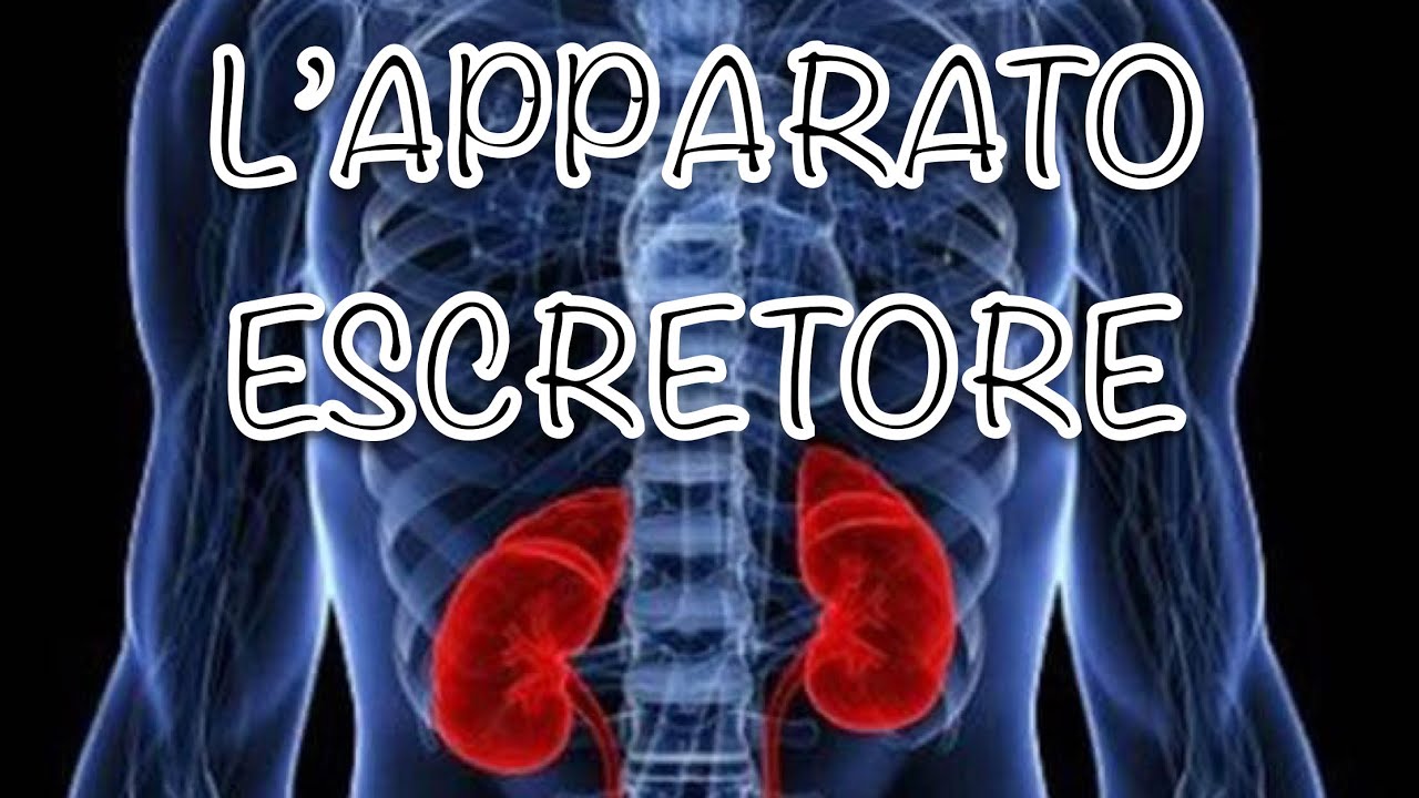 Sistema Escretore Per Bambini