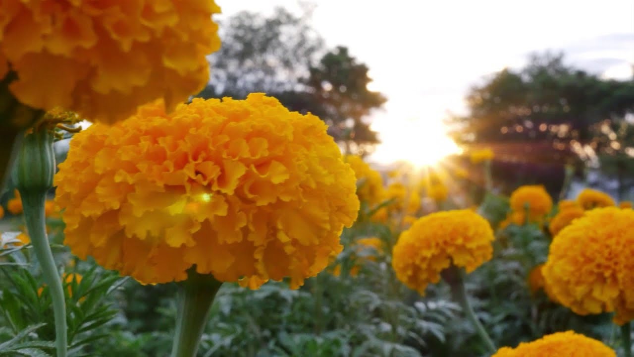 Marigold flowers' strong scent, vibrant colors believed to help souls ...