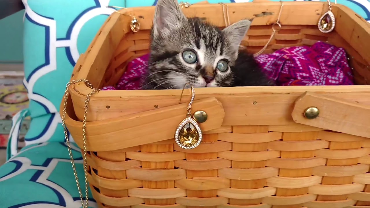 Trinket having fun during her photoshoot! - YouTube