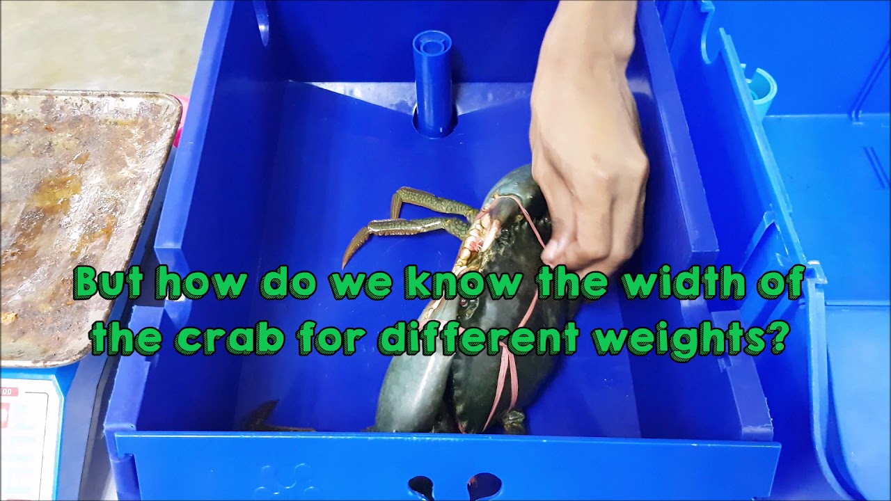 How to estimate the size of crab box needed for different crab weights ...