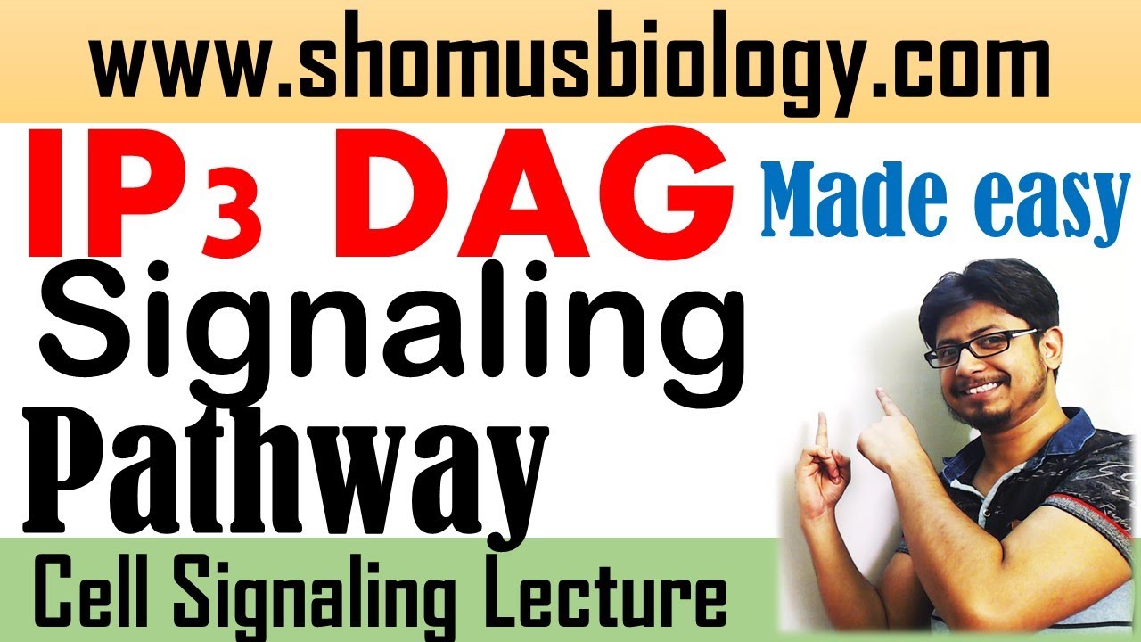 IP3 DAG signaling pathway - YouTube
