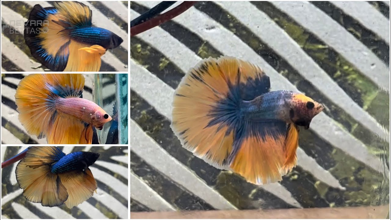 DEVARA BETTAS||BETTA FISHES||OHM BETTAS - YouTube